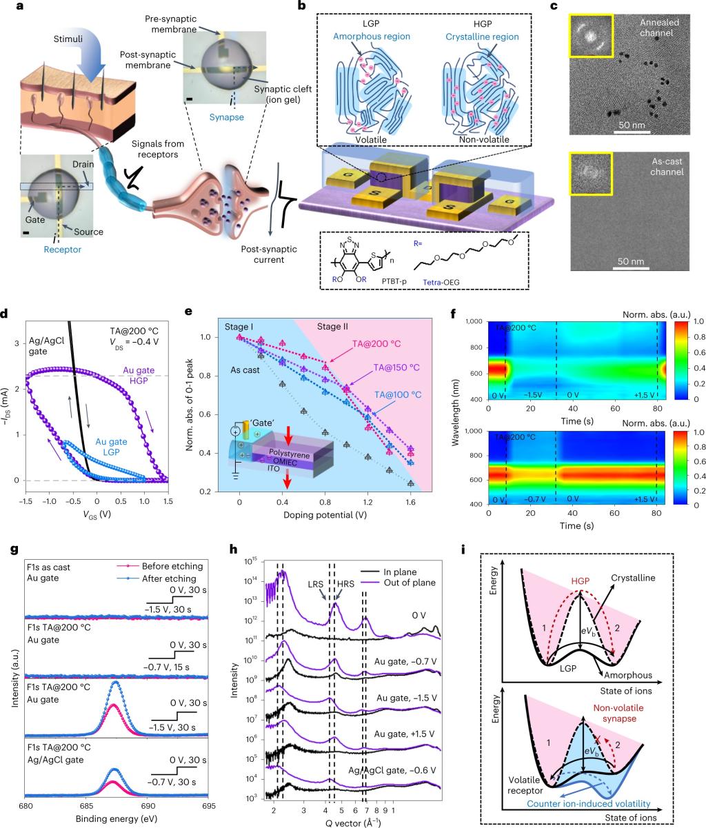 An organic electrochemical transistor for multi-modal sensing, memory and processing-材料创新设计中心